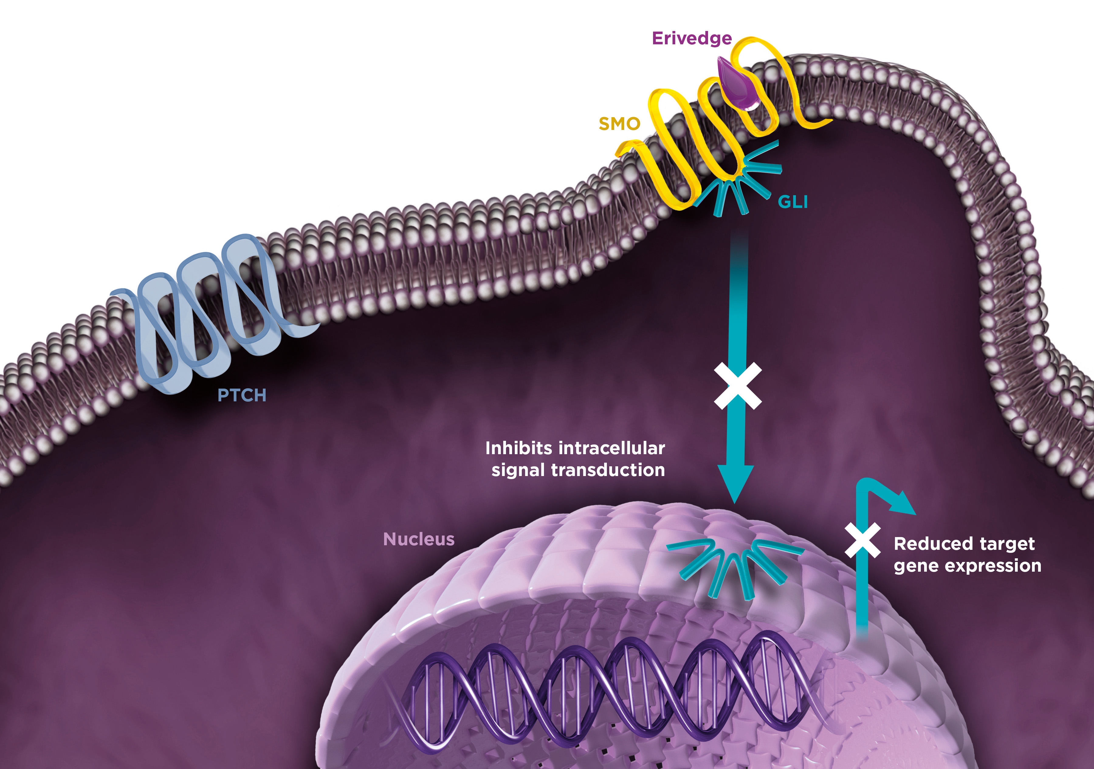 How Erivedge Is Designed To Work | Erivedge® (vismodegib)